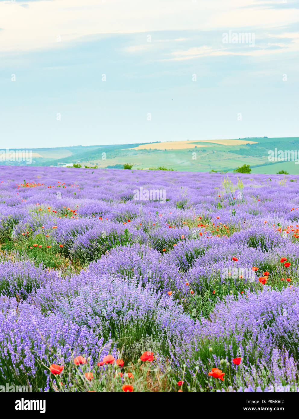 lavender field with poppy flowers, beautiful summer landscape Stock ...