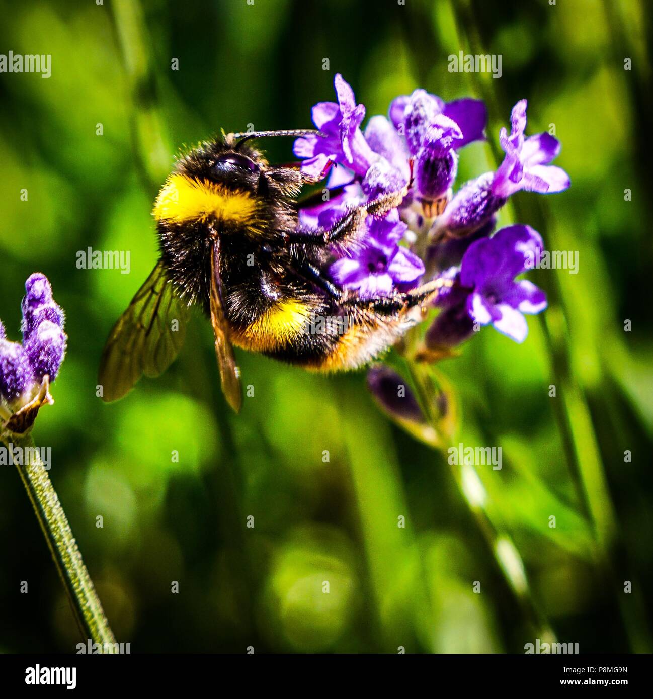 British insects hi-res stock photography and images - Alamy
