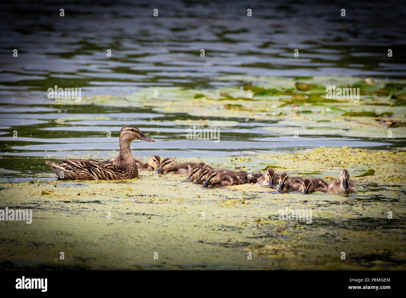 Animals in nature Stock Photo - Alamy
