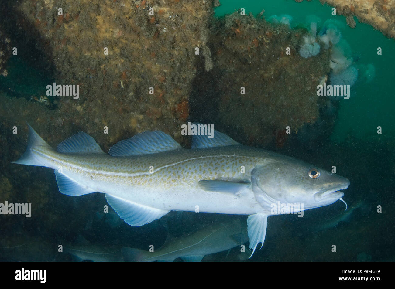 Atlantic Cod, Gadus morhua Stock Photo - Alamy