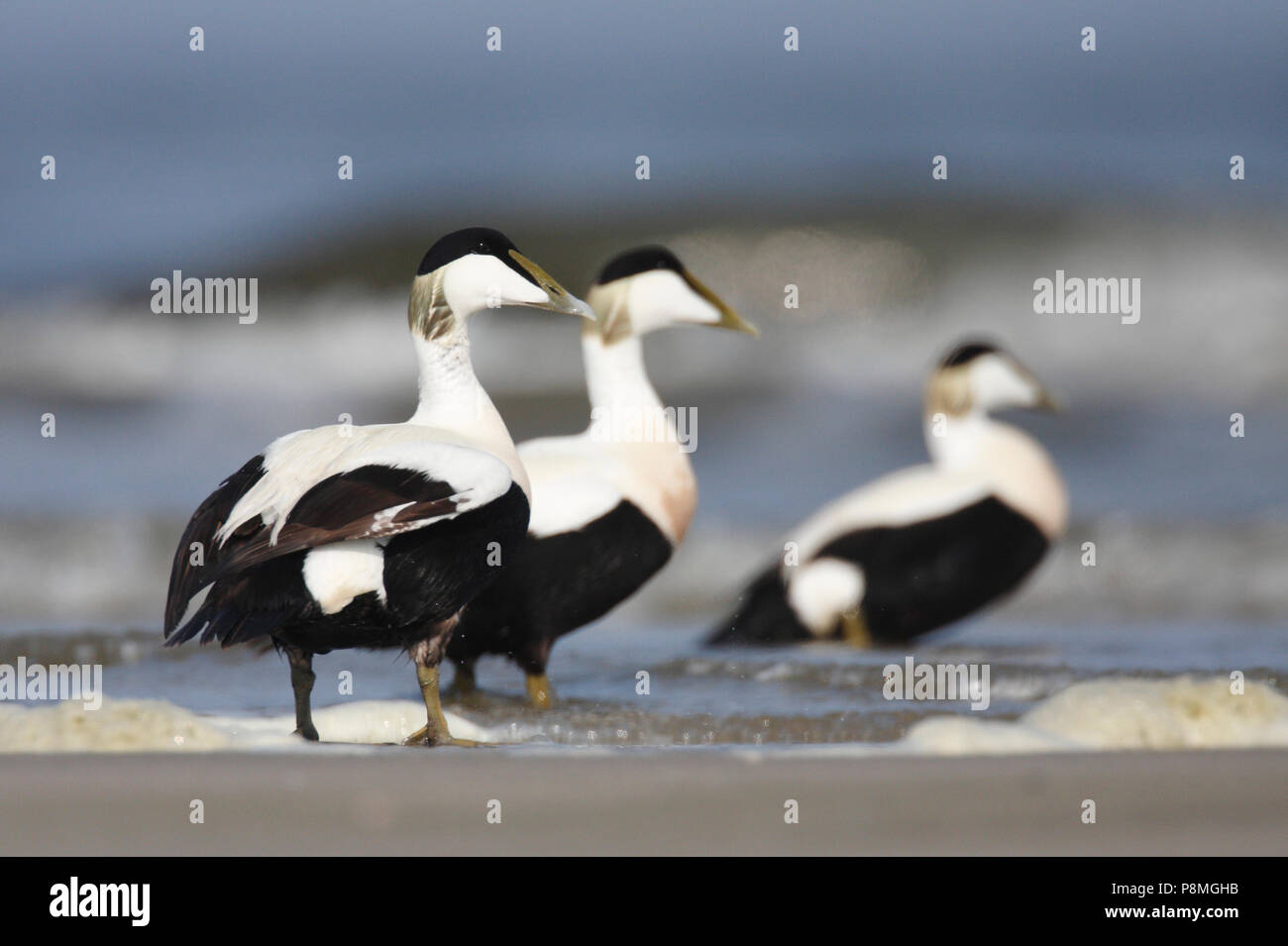 A group of male eiders at the Northsea Stock Photo - Alamy