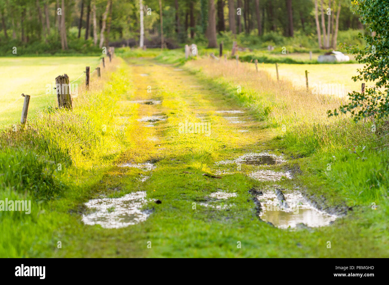 Landscape with cart track Stock Photo - Alamy