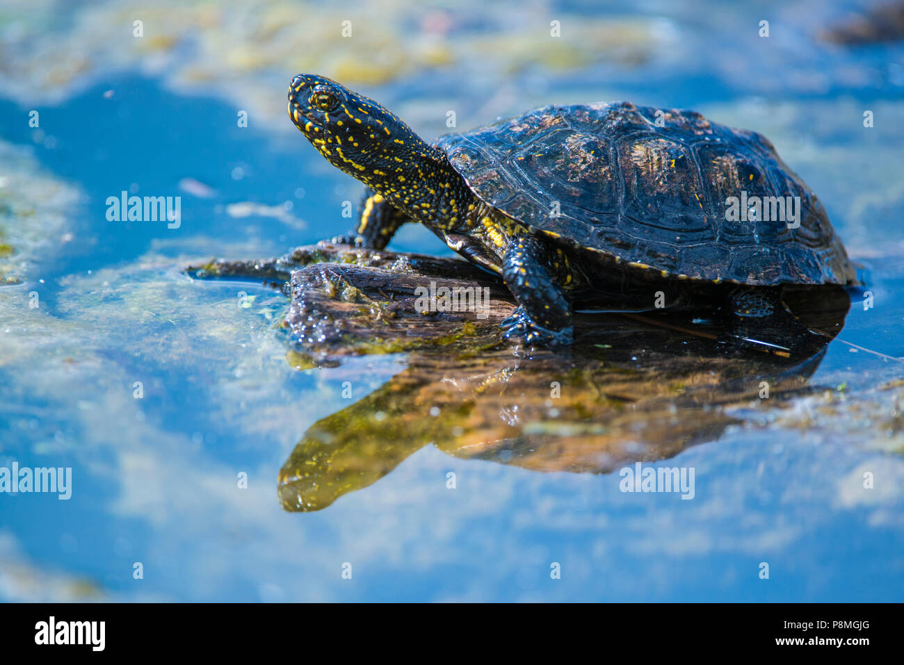 European pond terrapin hi-res stock photography and images - Alamy