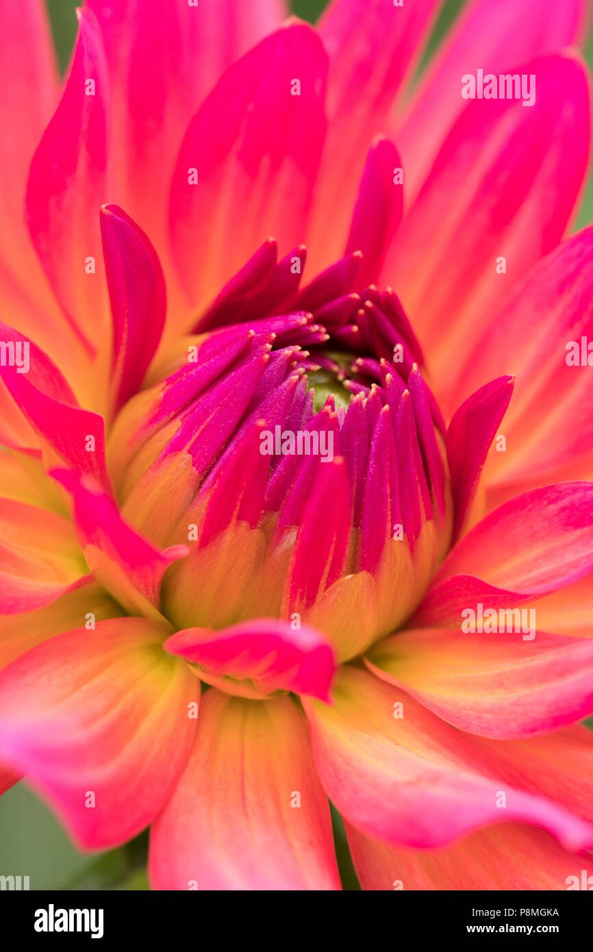 Fuchsiana hi-res stock photography and images - Alamy