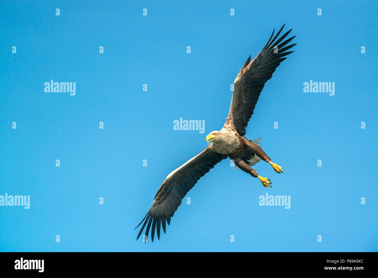 white-tailed eagle in flight Stock Photo - Alamy