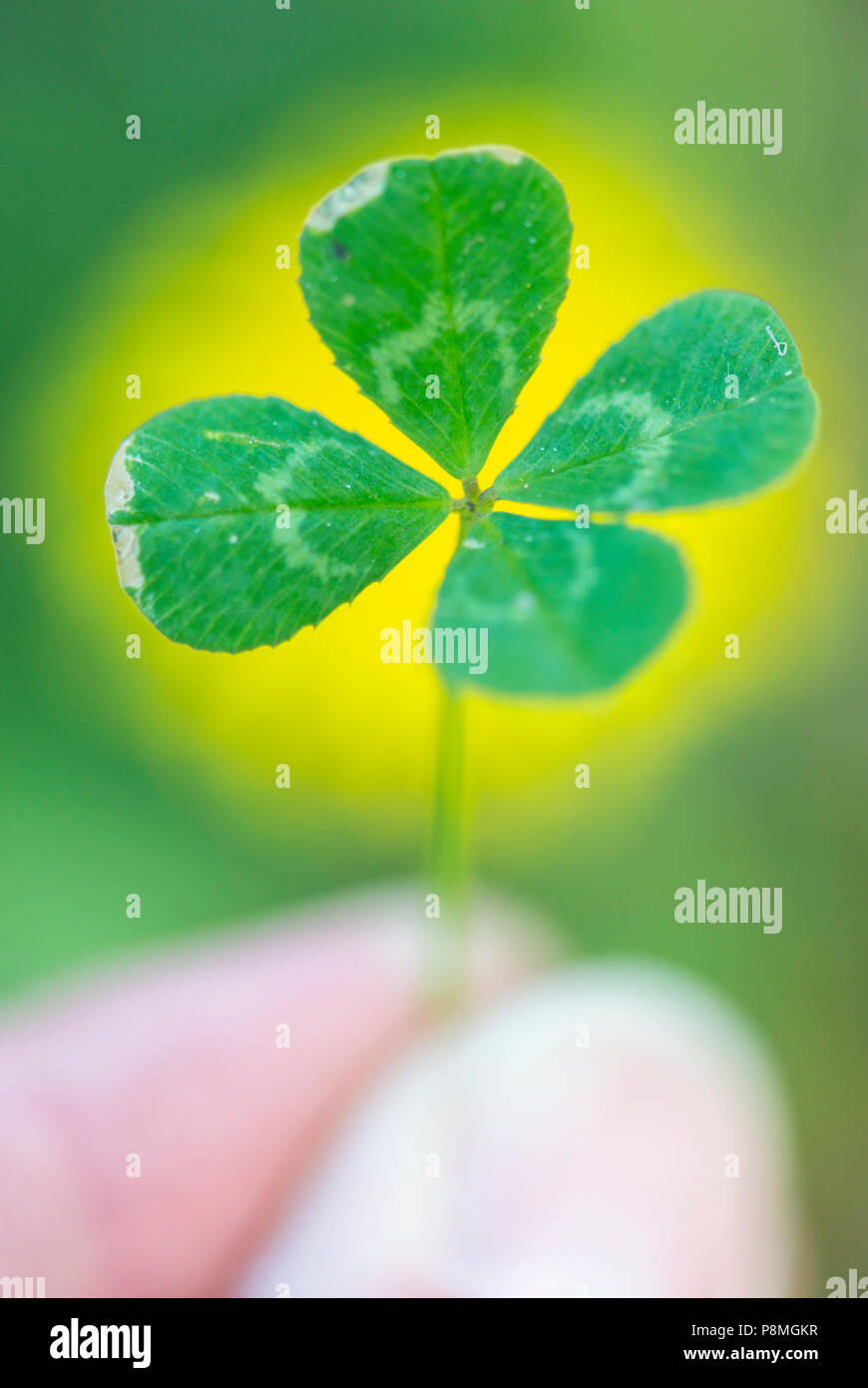 four leaved clover Stock Photo - Alamy