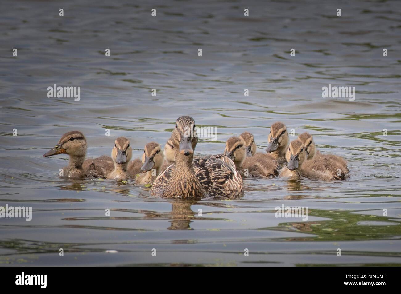Animals in nature Stock Photo - Alamy