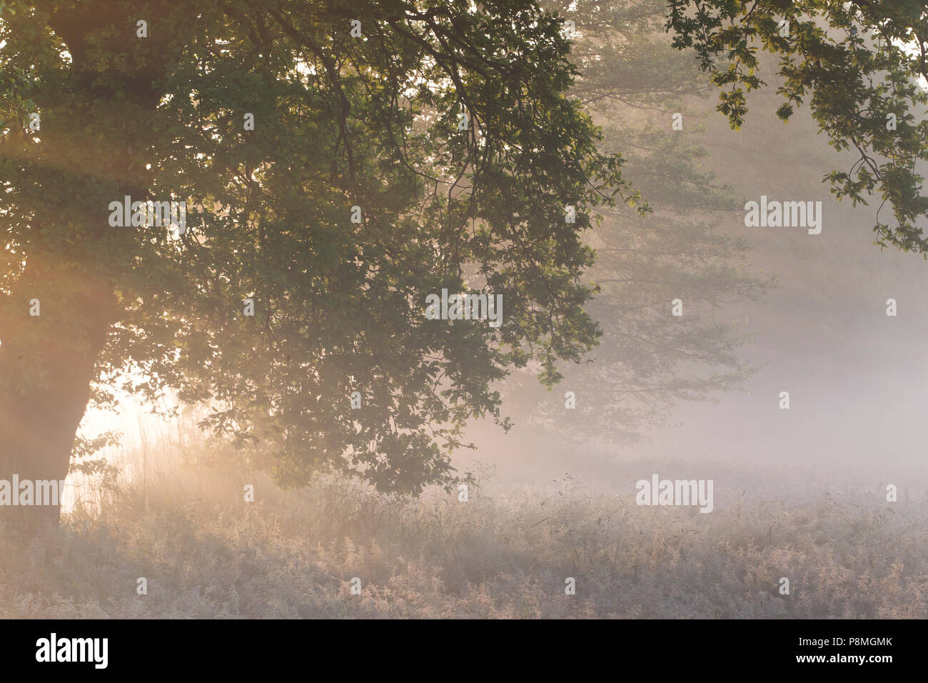 Sun beams sun beam hi-res stock photography and images - Alamy
