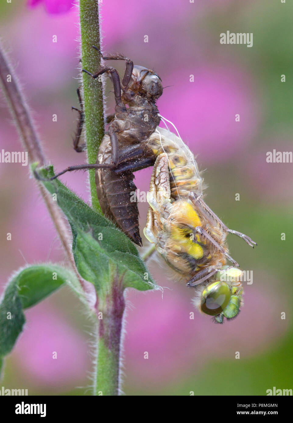 Four tapering hi-res stock photography and images - Alamy