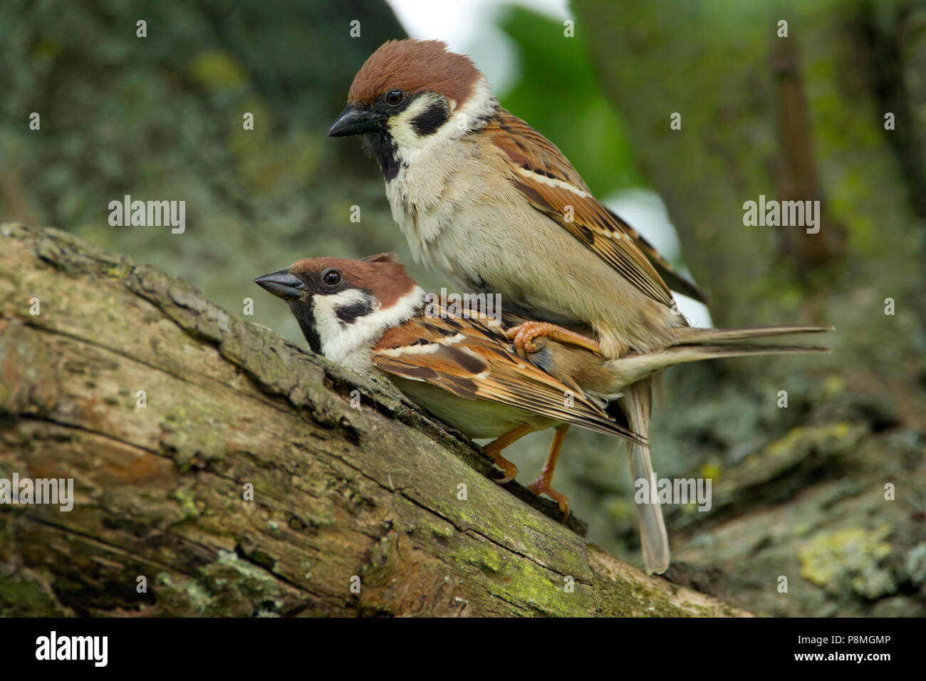 Sparrows mating hi-res stock photography and images - Alamy