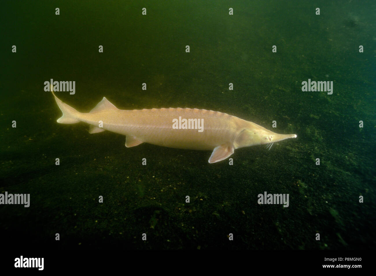 Albino sturgeon hi-res stock photography and images - Alamy