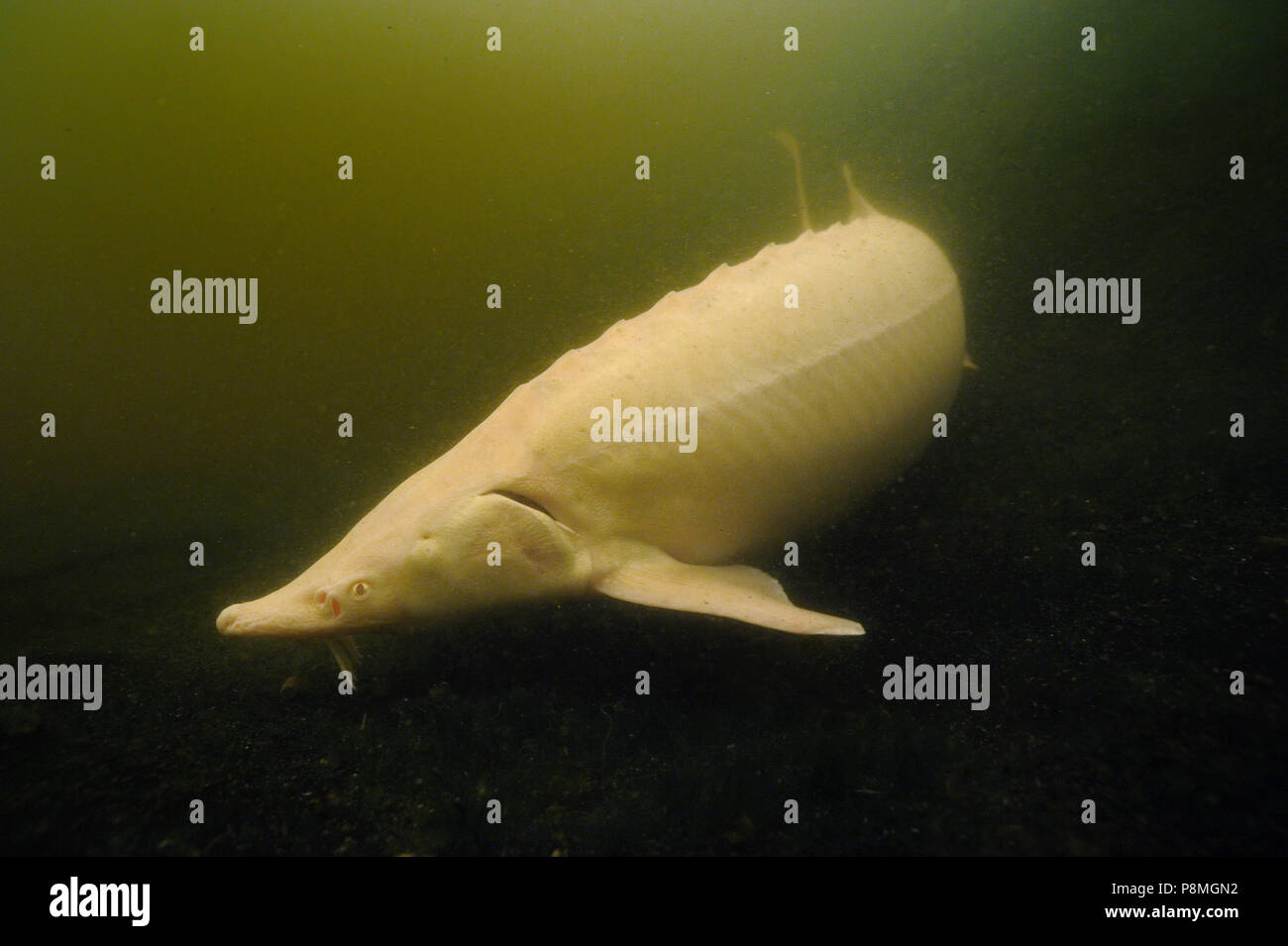 Albino sturgeon is a cultivated hybrid species without natural habitat ...