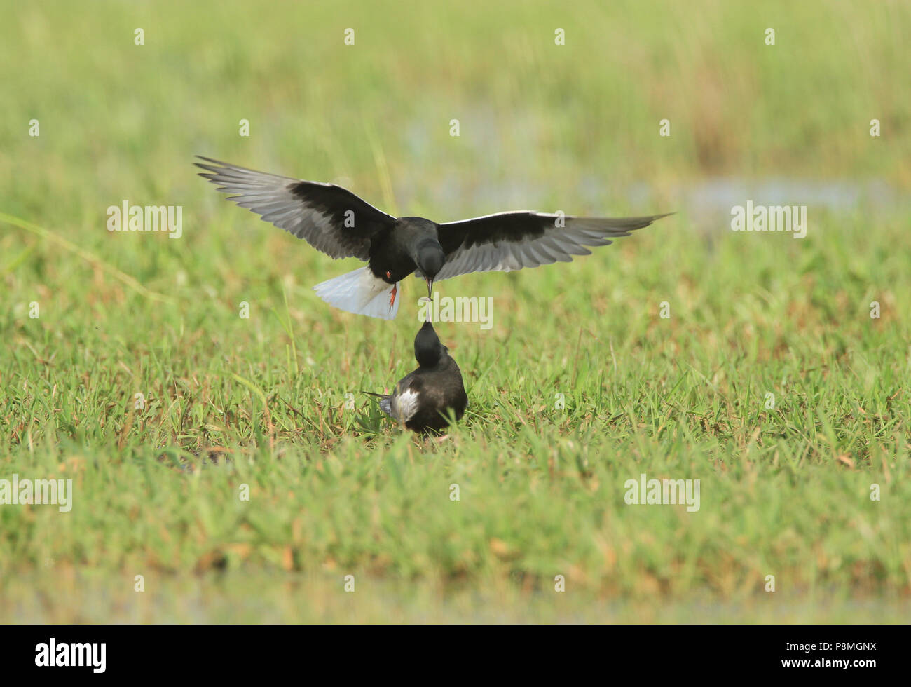 Male White-winged Tern (Chlidonias leucopterus) offers food to breeding ...