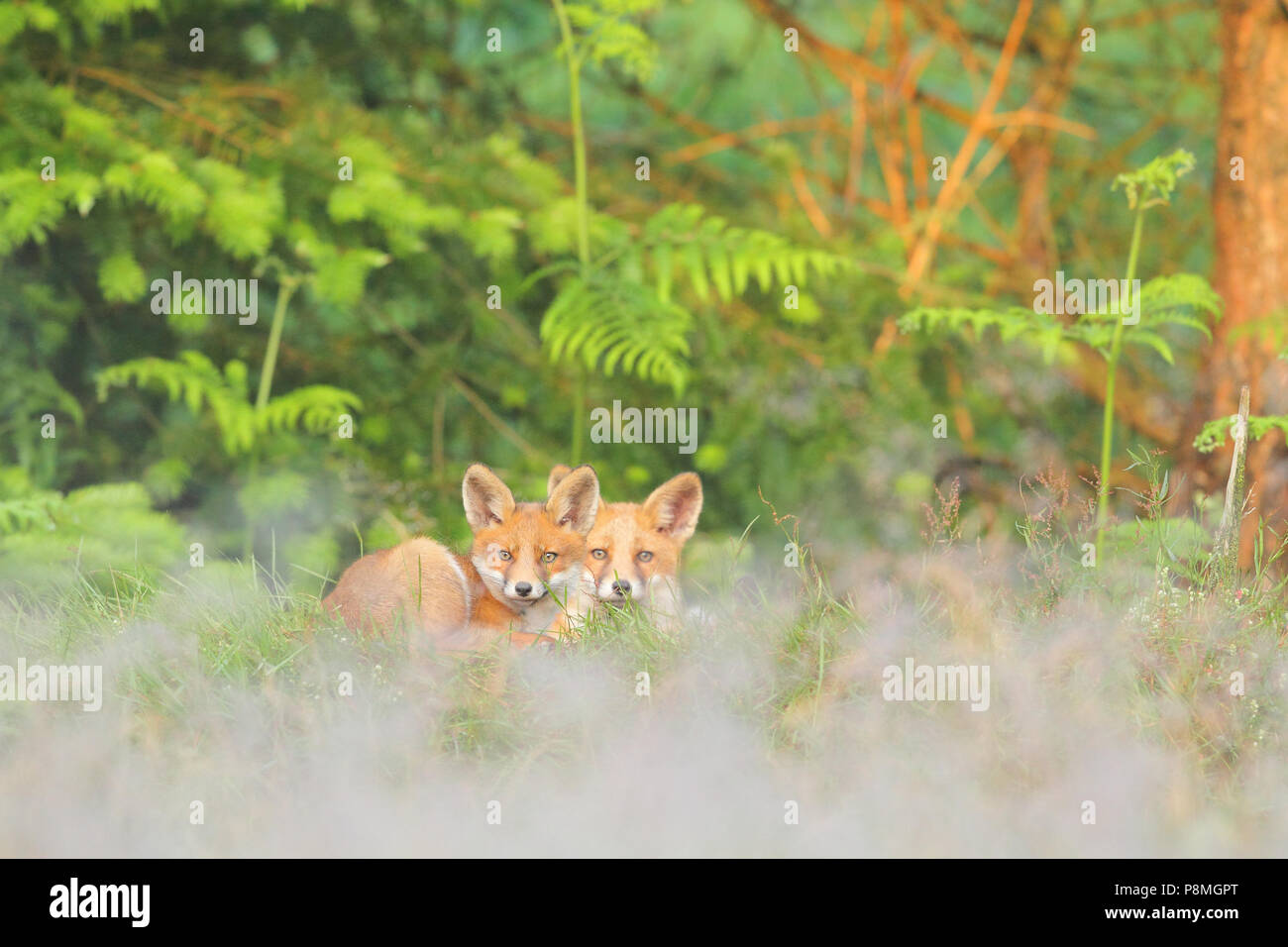 Two red foxes cute hi-res stock photography and images - Alamy