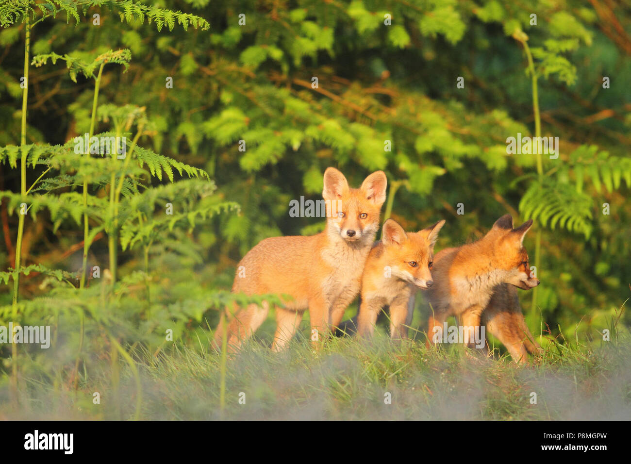 Three young red foxes (Vulpes vulpes Stock Photo - Alamy