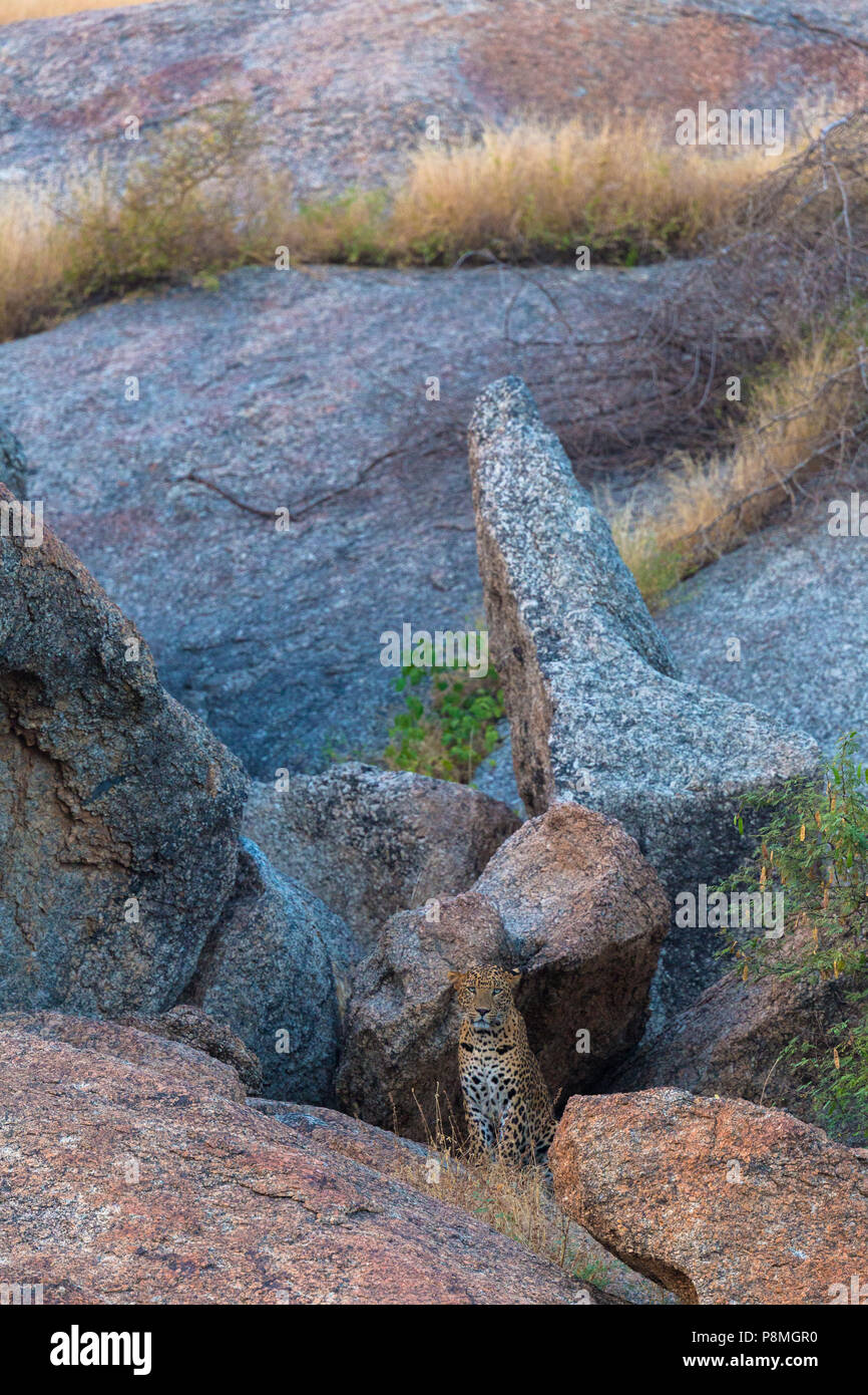 Leopards of rajasthan hi-res stock photography and images - Alamy