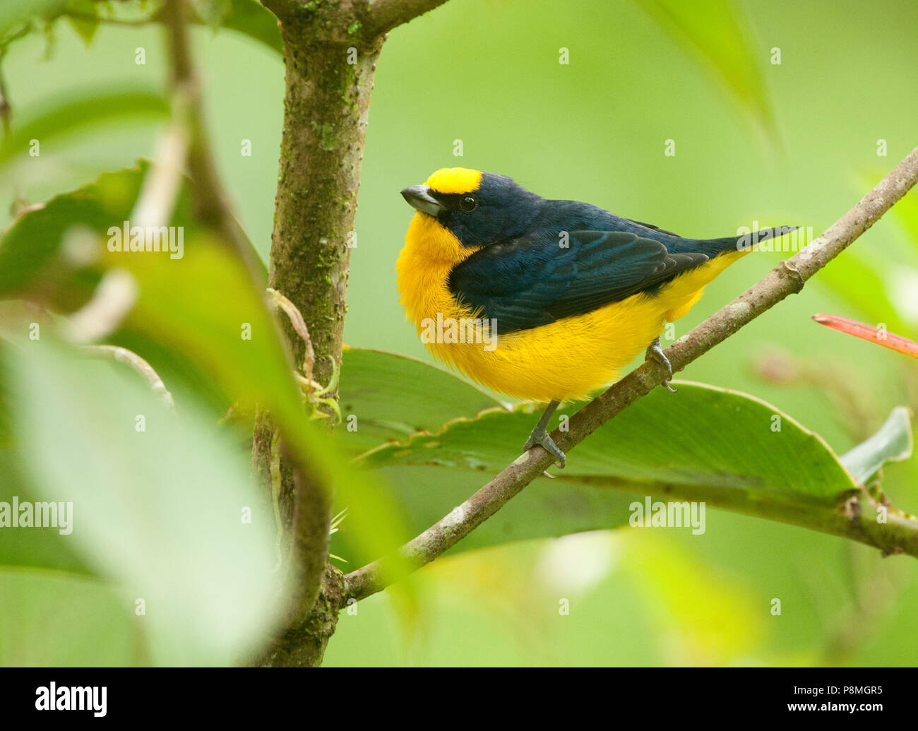 Neotropical fauna hi-res stock photography and images - Alamy