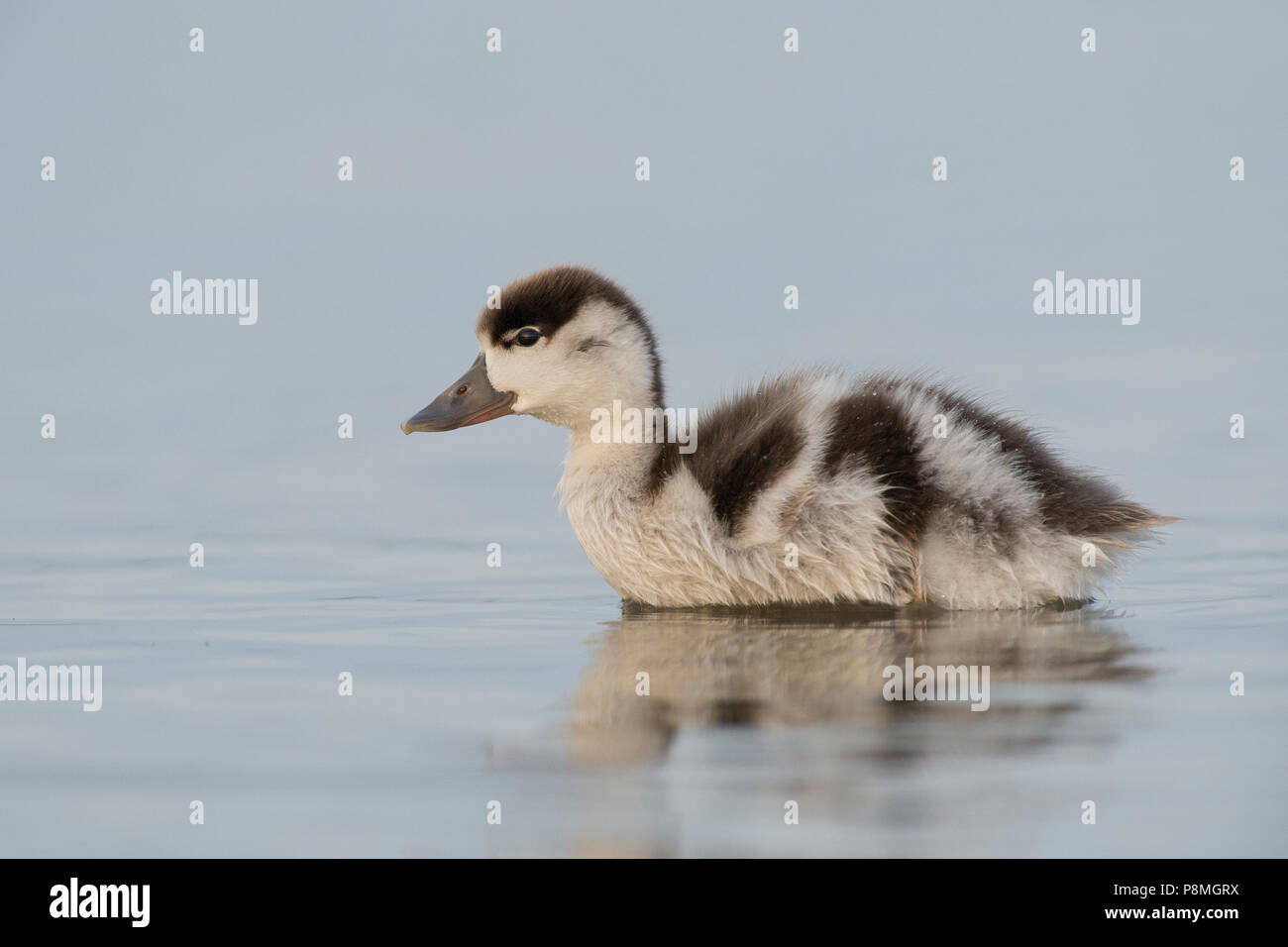 Young Shelduck (Tadorna tadorna) in shallow water Stock Photo - Alamy