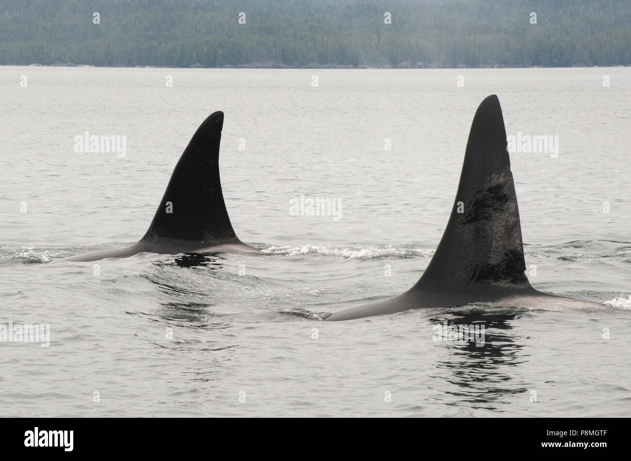 Killer whales hi-res stock photography and images - Alamy