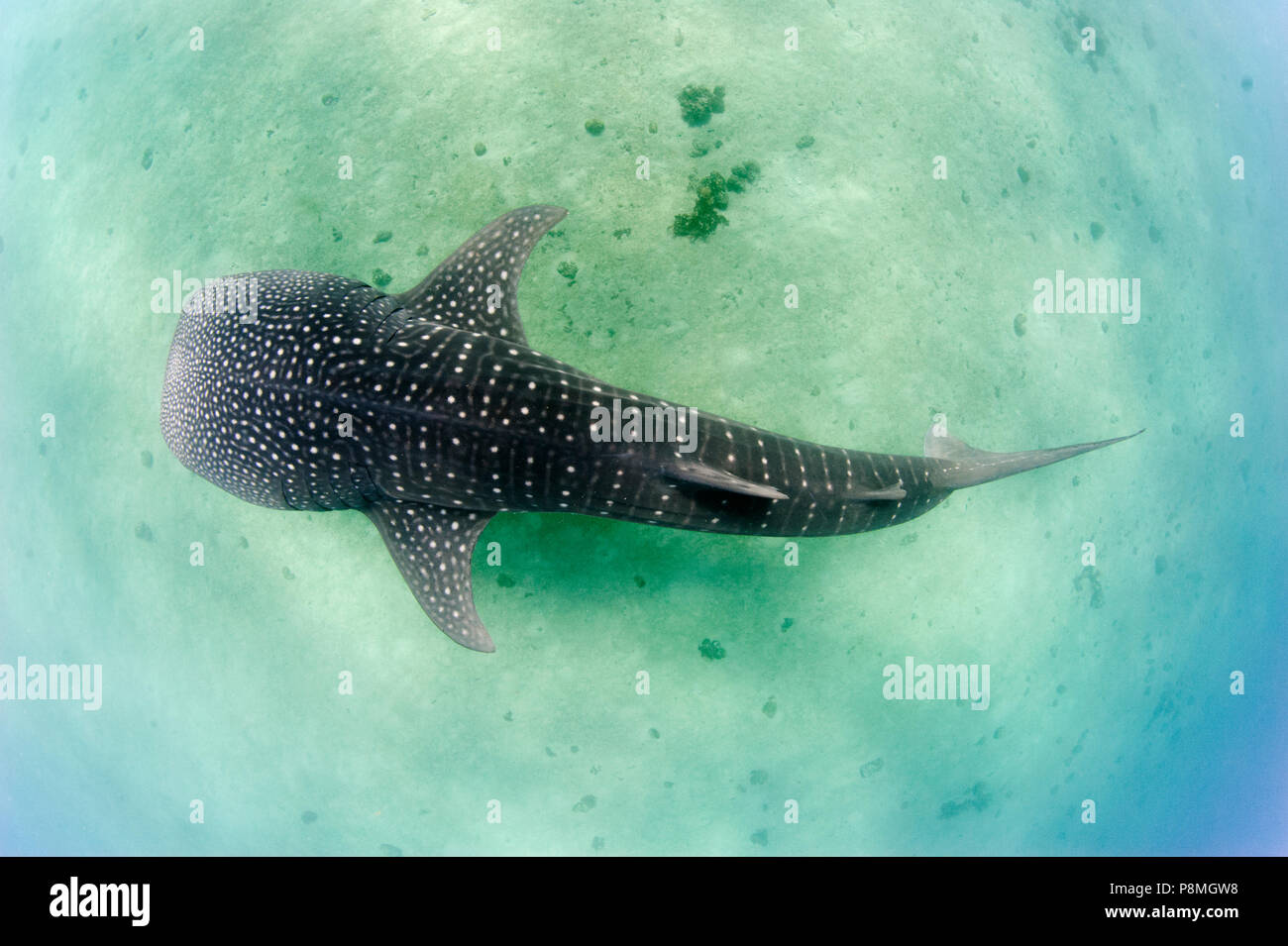 A whale shark from above, each individual has a unique spot pattern ...