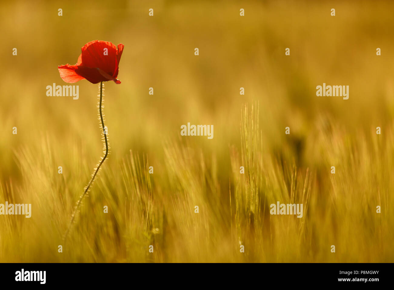 poppy in warm back light just before sunset Stock Photo - Alamy