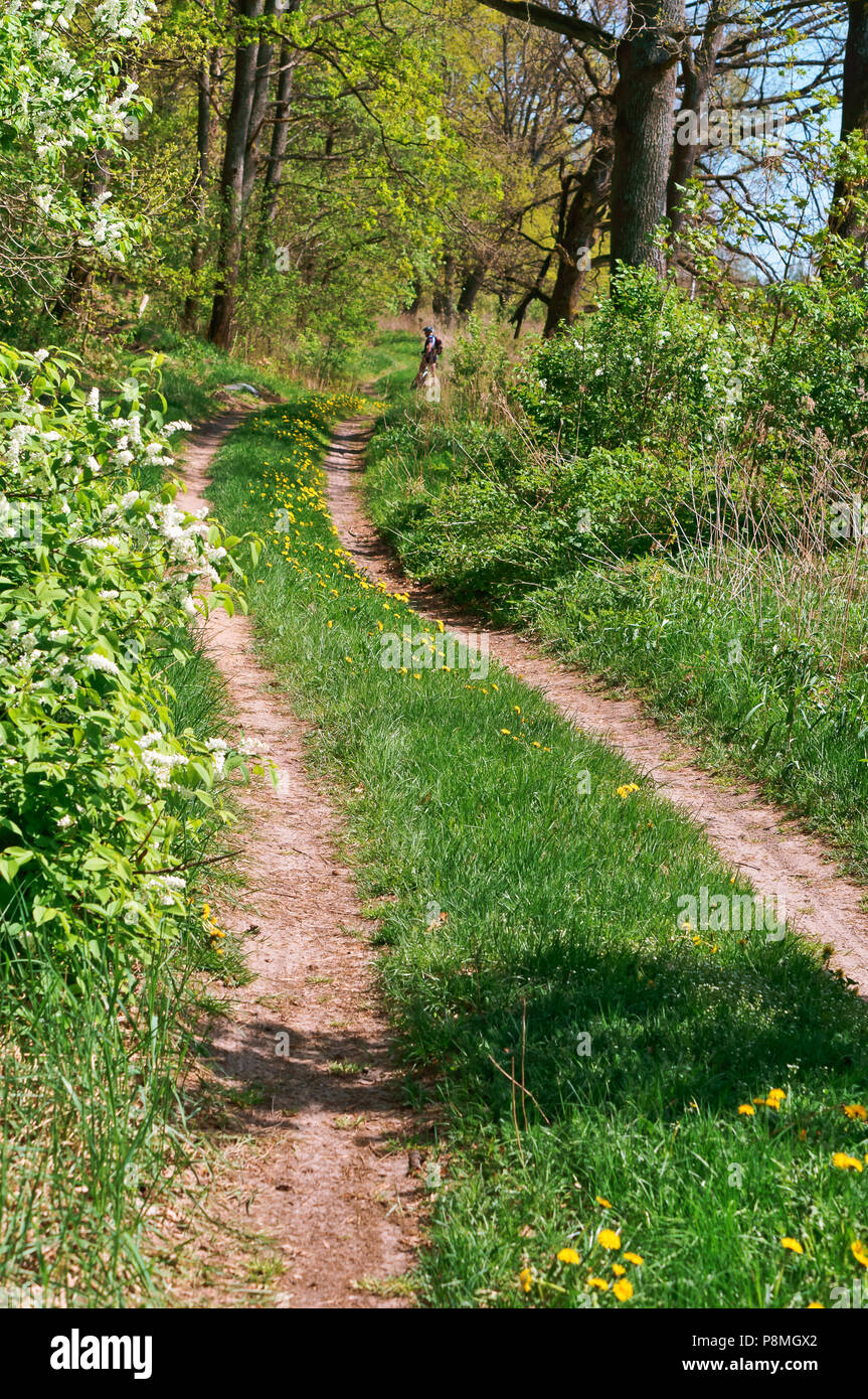 path in green forest in spring, forest path between trees in summer ...