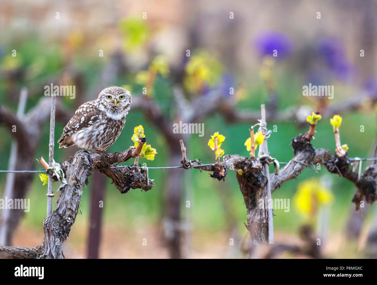 Little owl in vineyard Stock Photo - Alamy