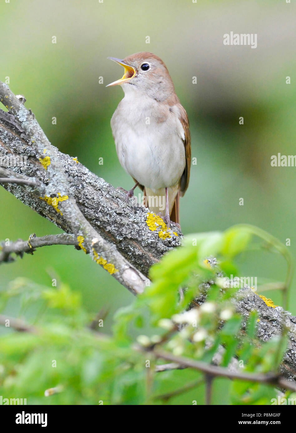 Nightingale singing hi-res stock photography and images - Alamy