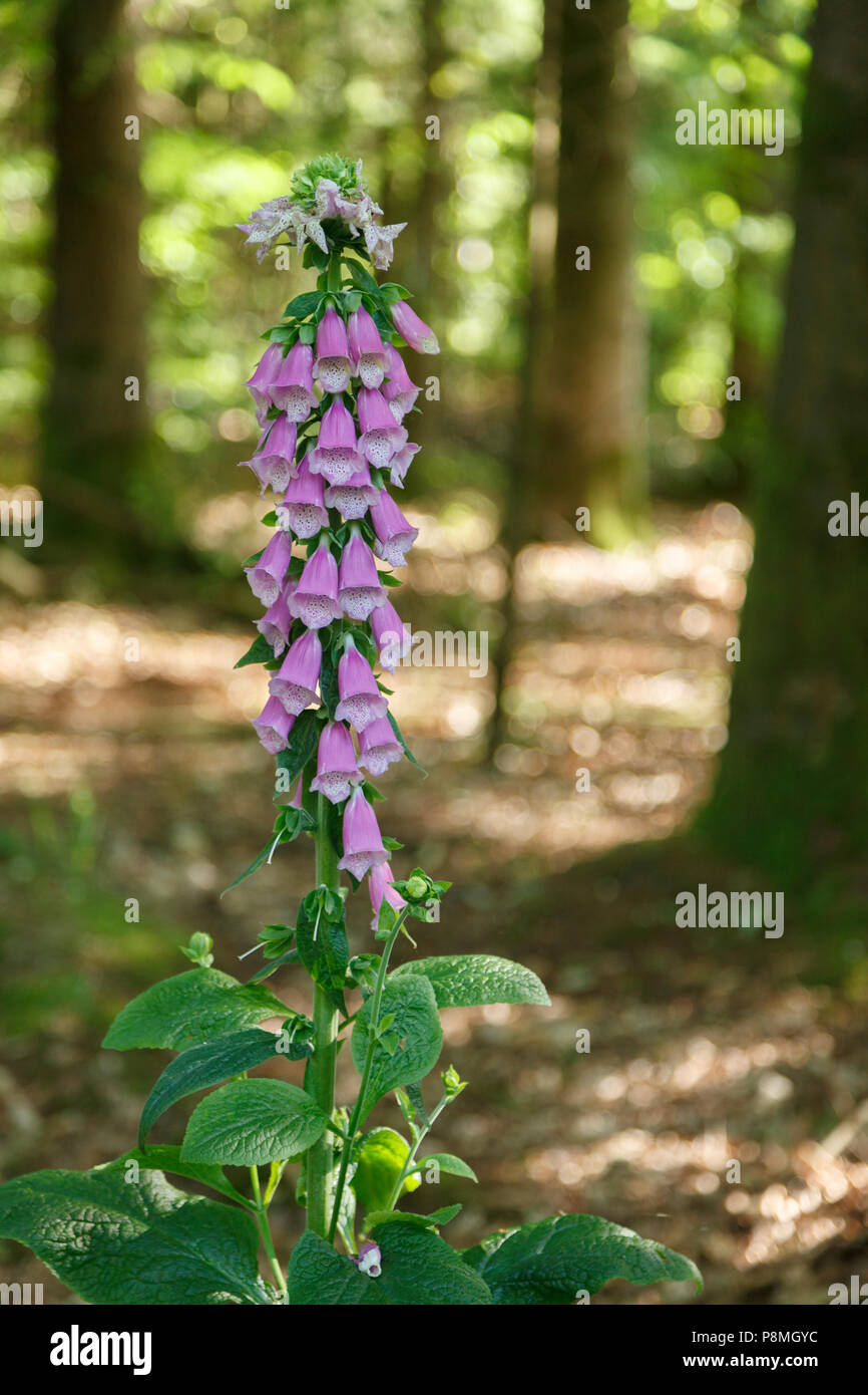Peloric flower hi-res stock photography and images - Alamy