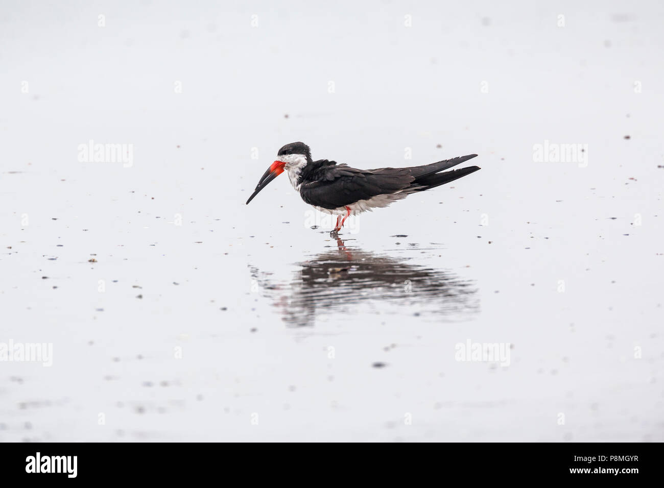Black skimmer hi-res stock photography and images - Alamy