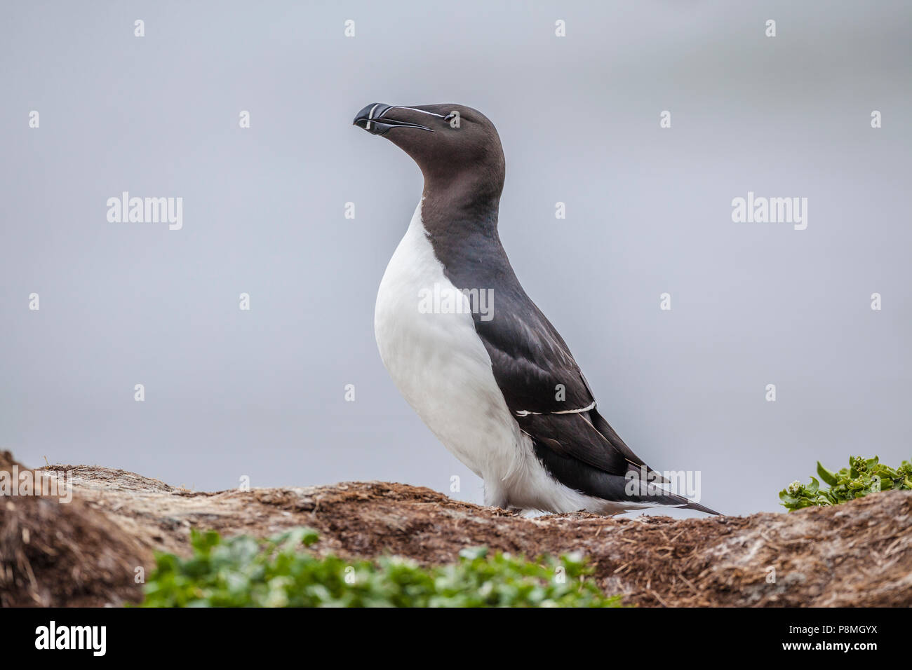 Razorbill (Alca torda) sitting on cliff at sea Stock Photo - Alamy