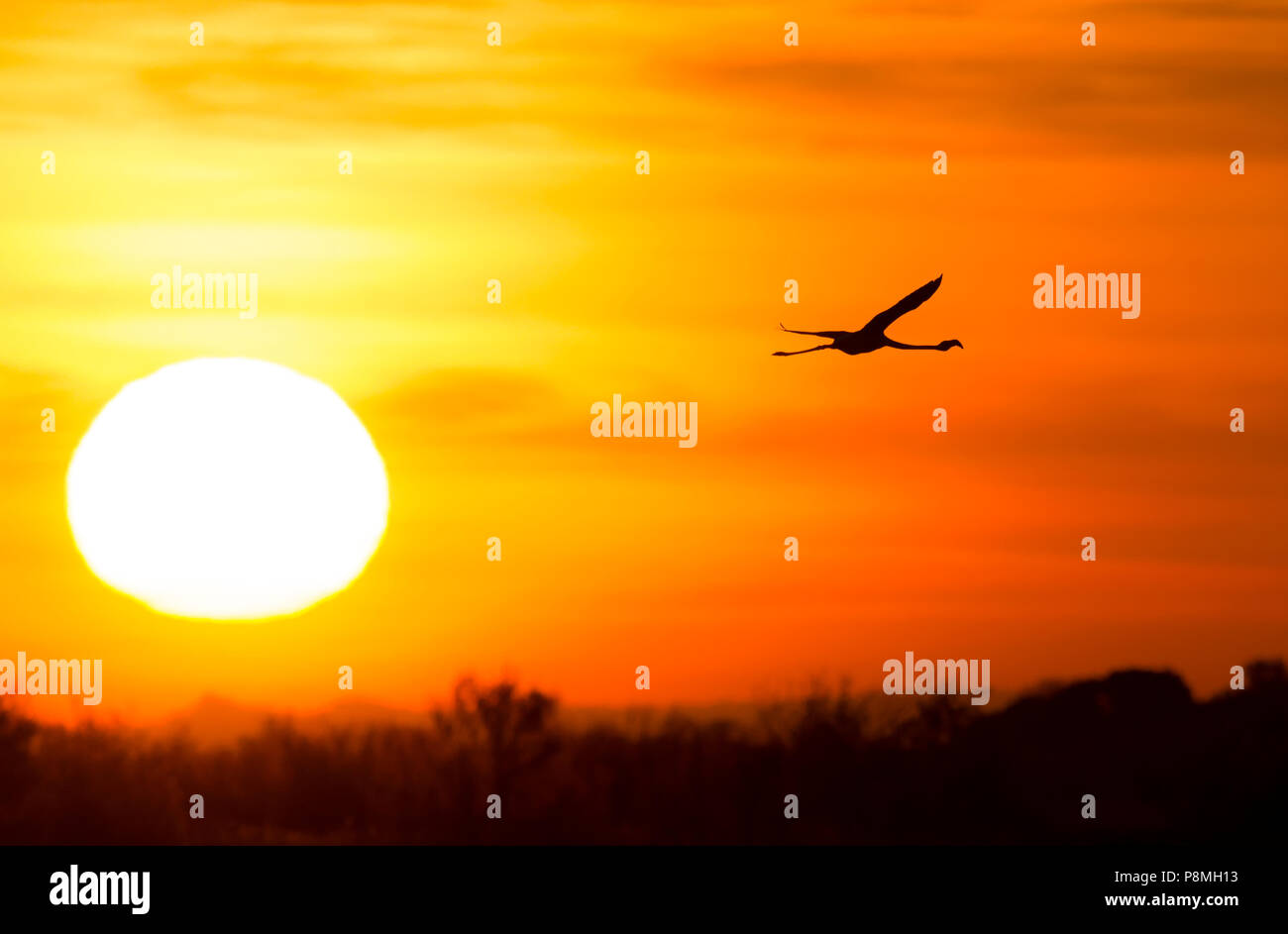 Flamingo at sunset hi-res stock photography and images - Alamy