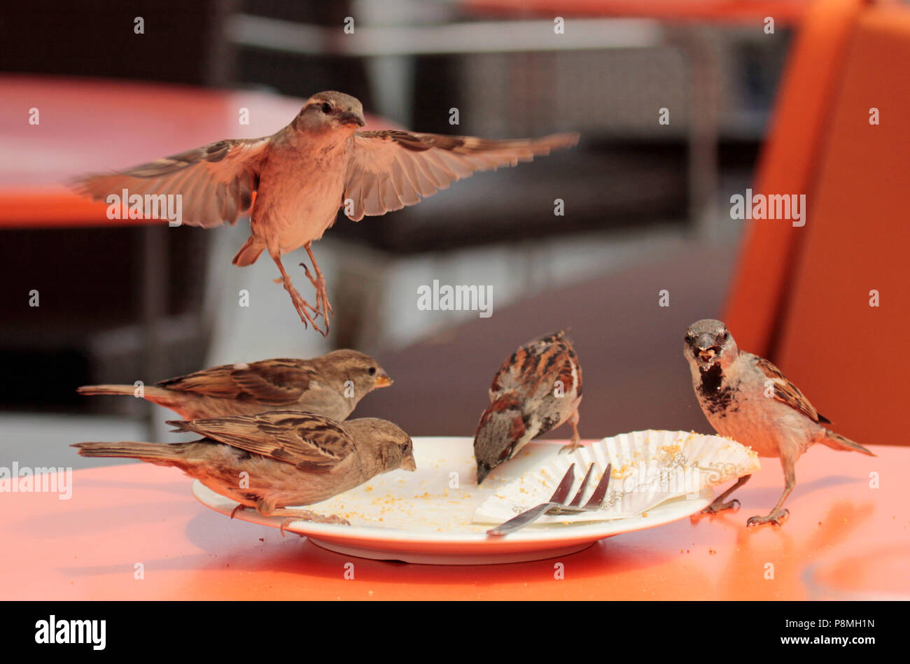 Five house sparrows eating the crumbs of a plate Stock Photo - Alamy