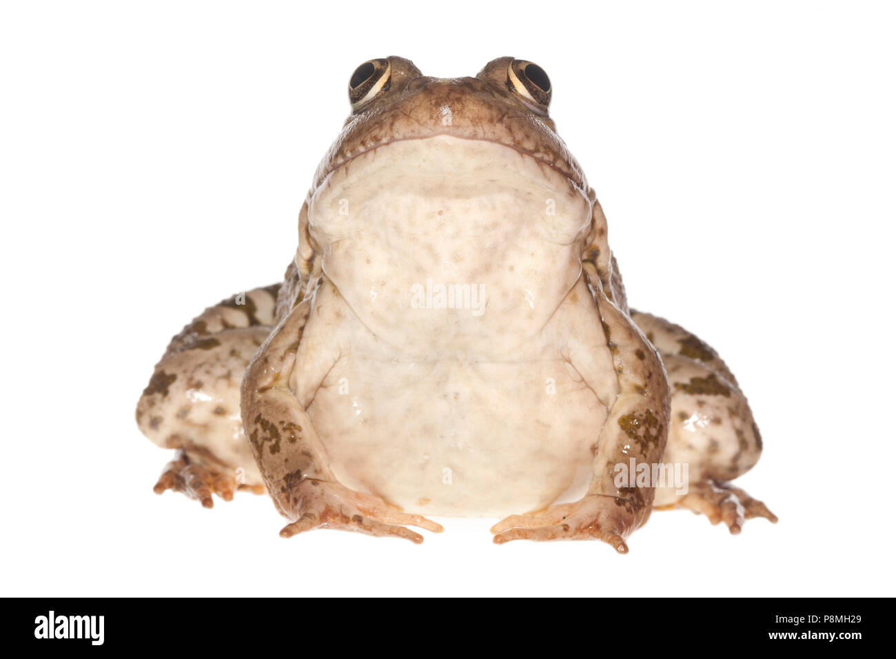 Frog fauna hi-res stock photography and images - Alamy