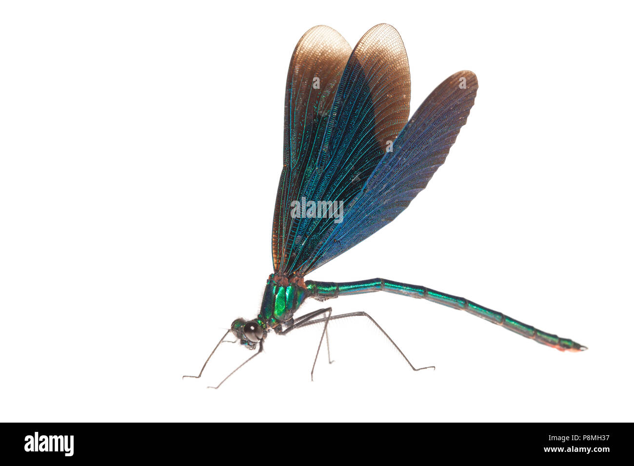 Beautiful demoiselle Cut Out Stock Images & Pictures - Alamy
