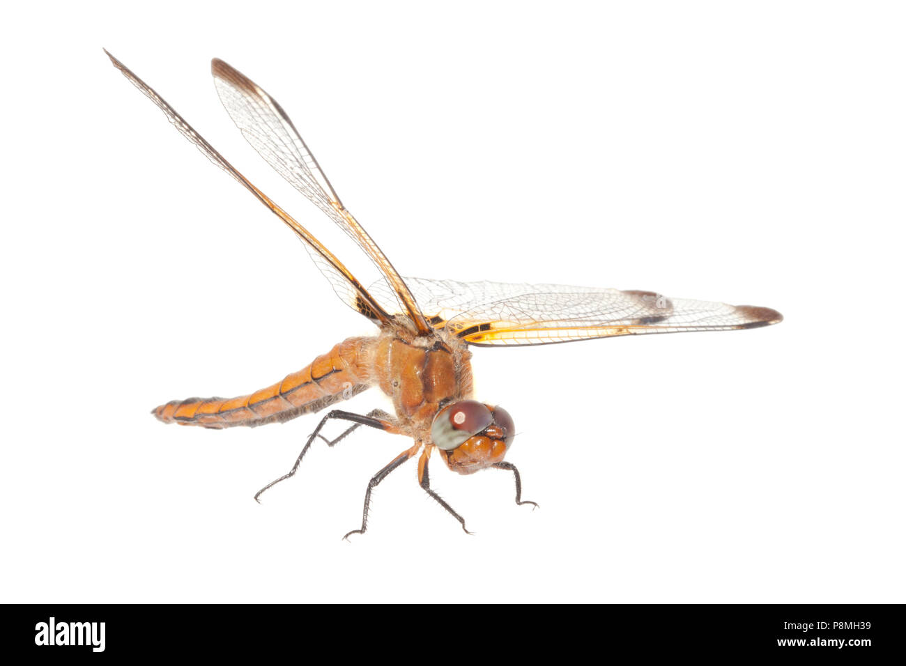 Scarce chaser isolated against a white background Stock Photo - Alamy