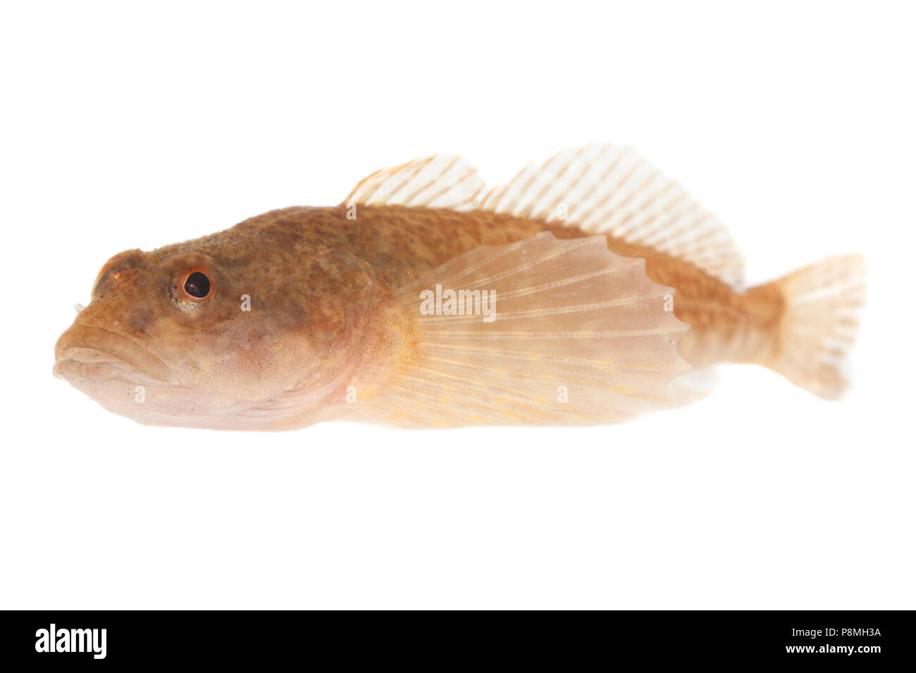 Bullhead fish hi-res stock photography and images - Alamy