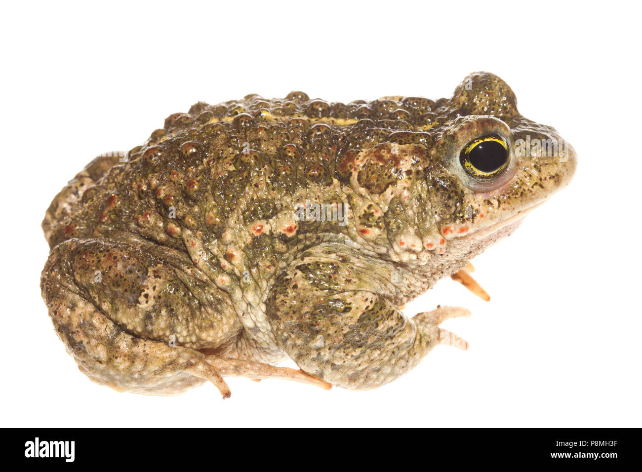 Red toads hi-res stock photography and images - Alamy
