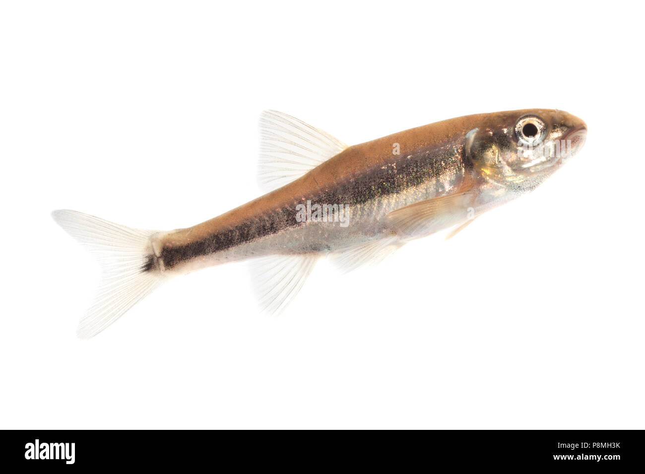 Minnow isolated against a white background Stock Photo - Alamy