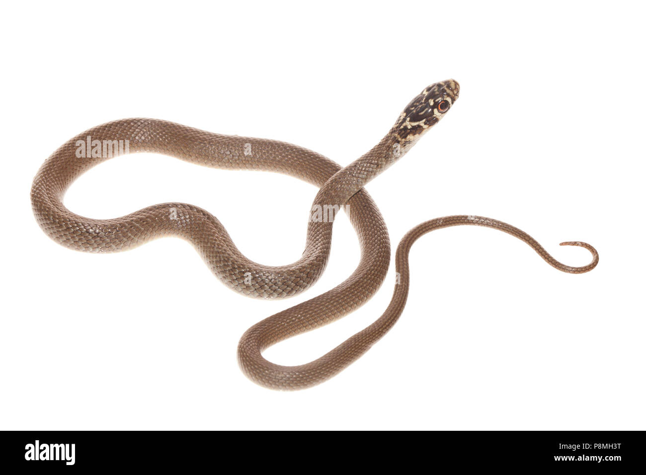 juvenile western whip snake isolated against a white background Stock ...