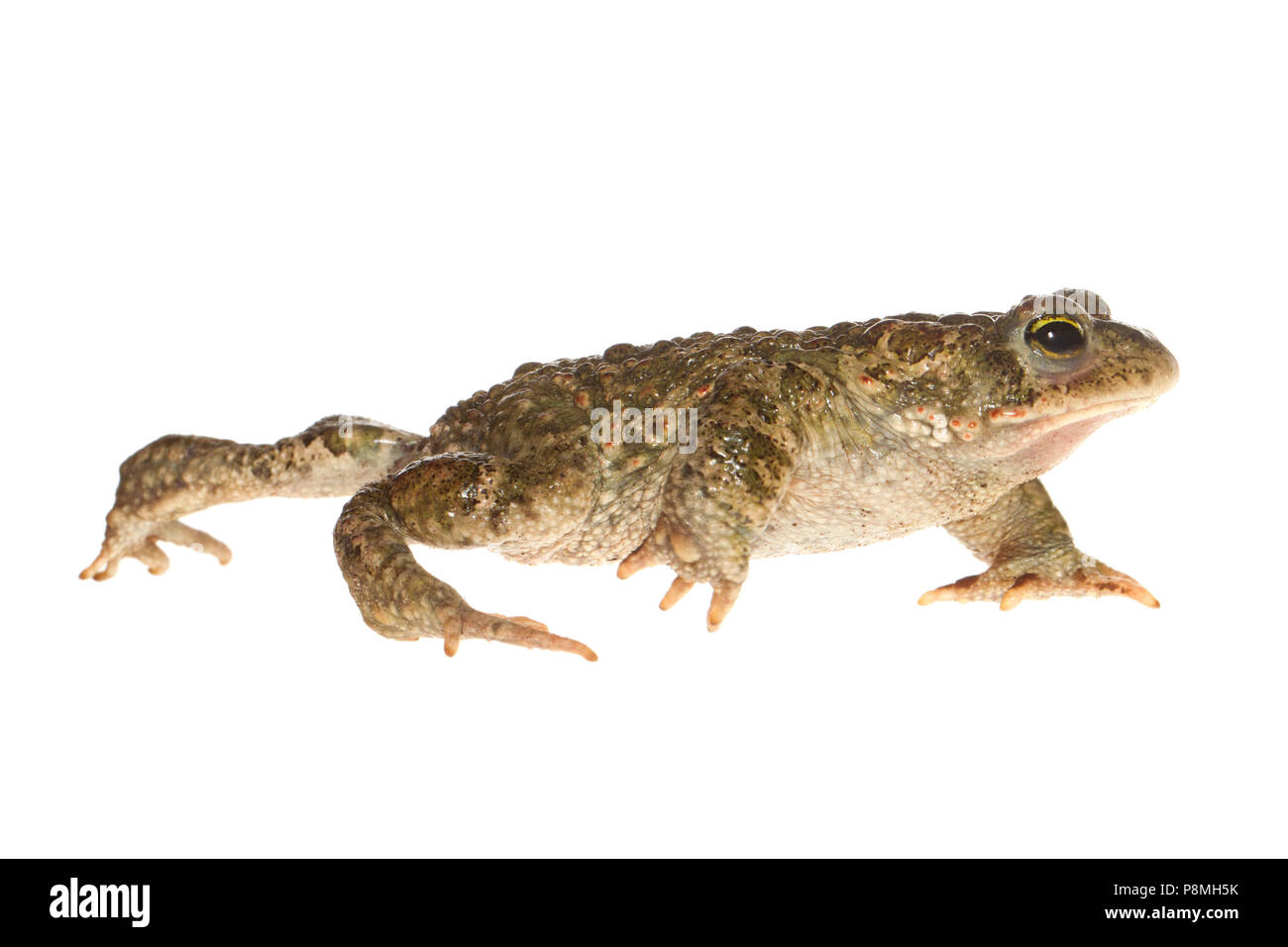 Natterjack toads cut hi-res stock photography and images - Alamy
