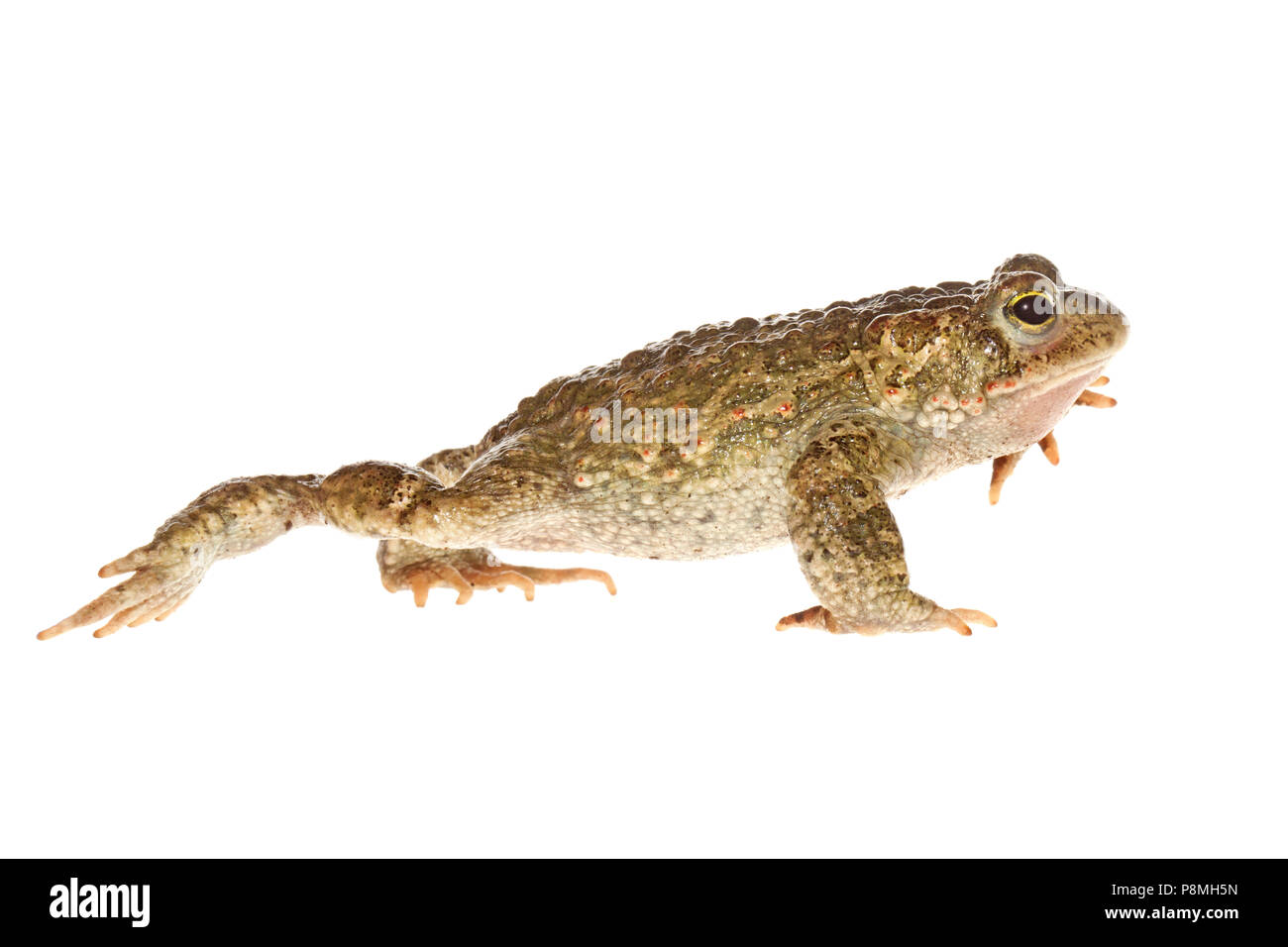 natterjack toad isolated against a white background Stock Photo - Alamy