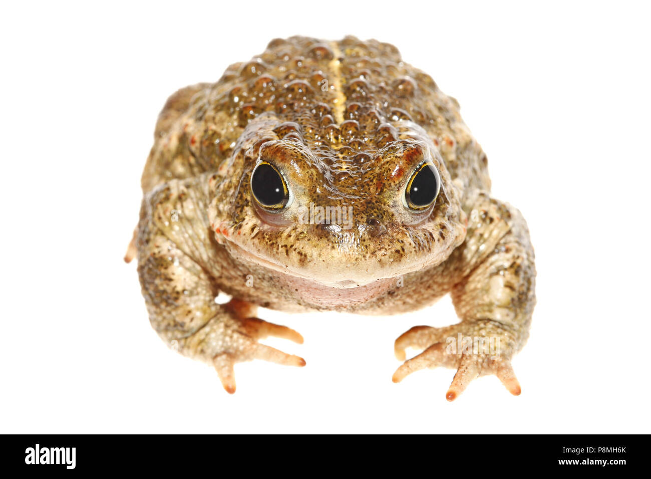 White dorsal stripe hi-res stock photography and images - Alamy