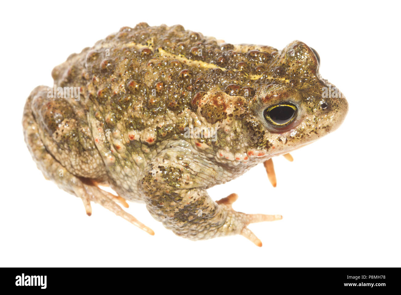 Natterjack toads cut hi-res stock photography and images - Alamy
