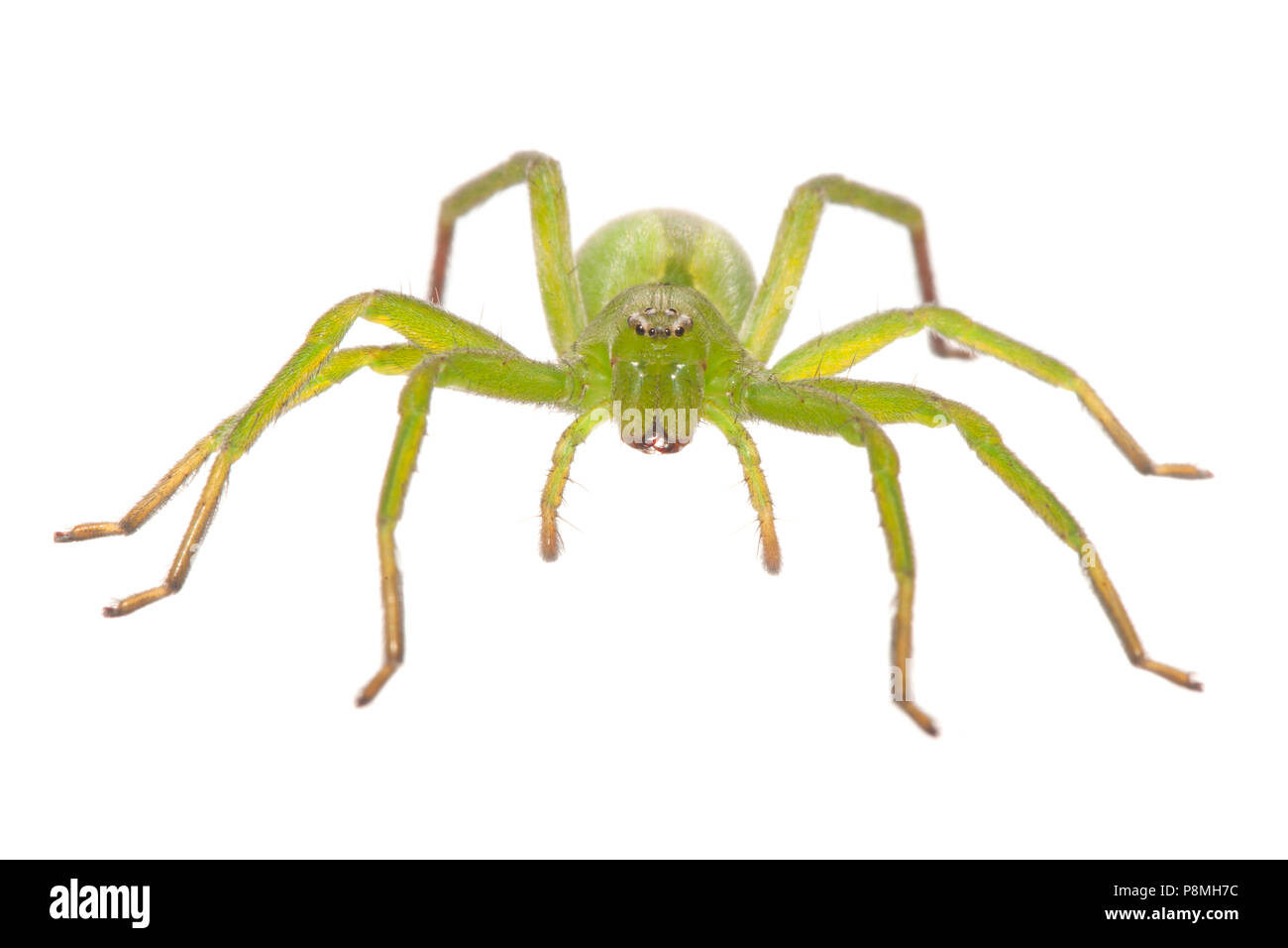 White and green spider hi-res stock photography and images - Alamy