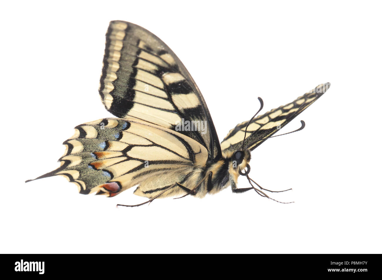 old world swallowtail isolated against a white background Stock Photo ...