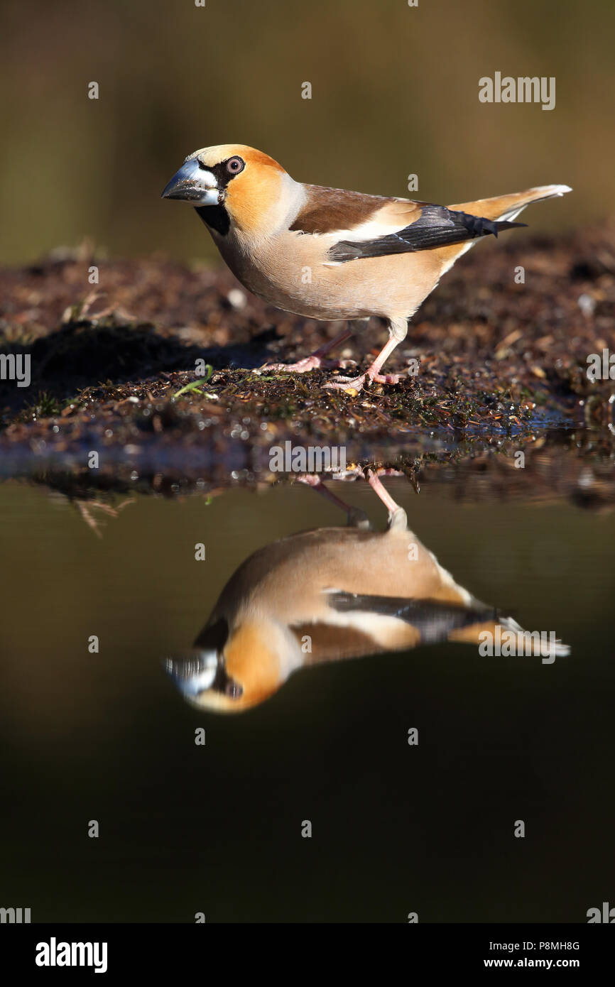 Hawfinch reflection hi-res stock photography and images - Alamy