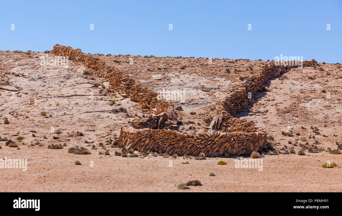 An old system used by the Indians to catch Vicunas Stock Photo - Alamy