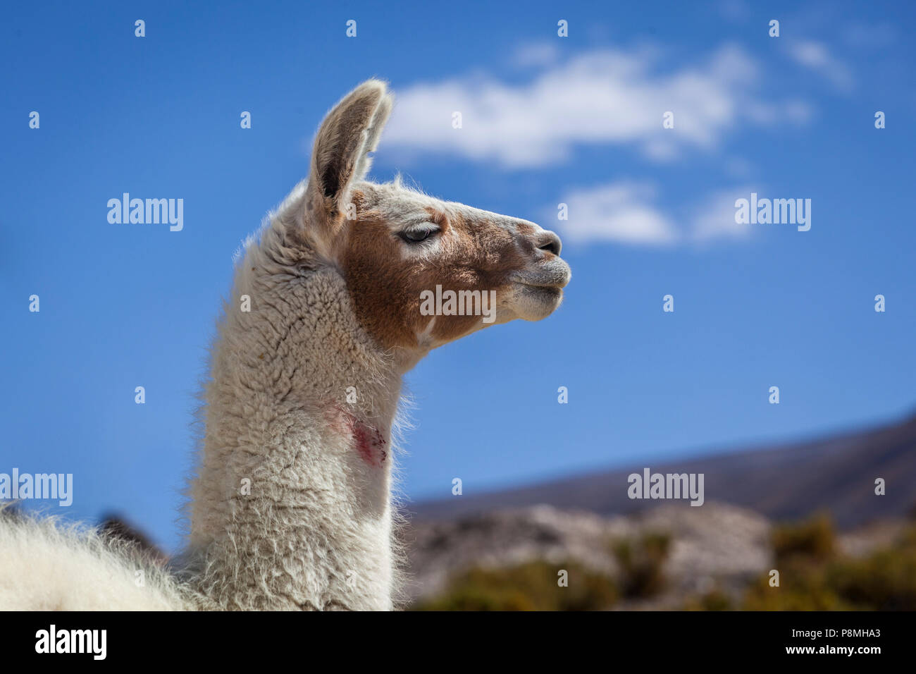 Lama camelids hi-res stock photography and images - Alamy