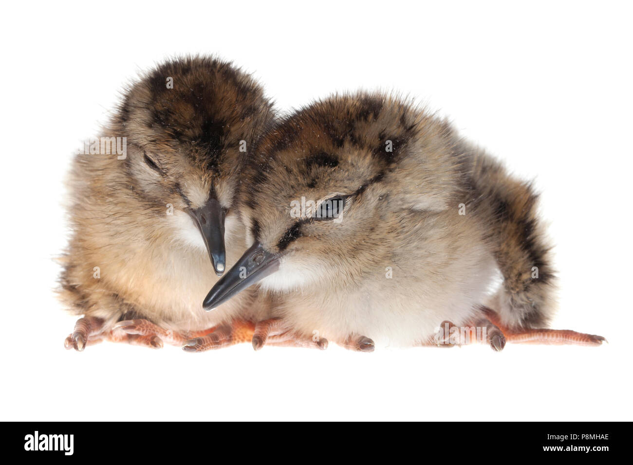 two common redshank chicks isolated against a white background Stock ...